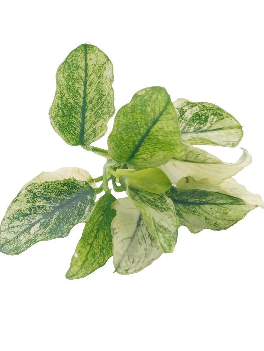 Discover Anubia Pinto: The Perfect Plant for Your Aquarium – The PlantGuy